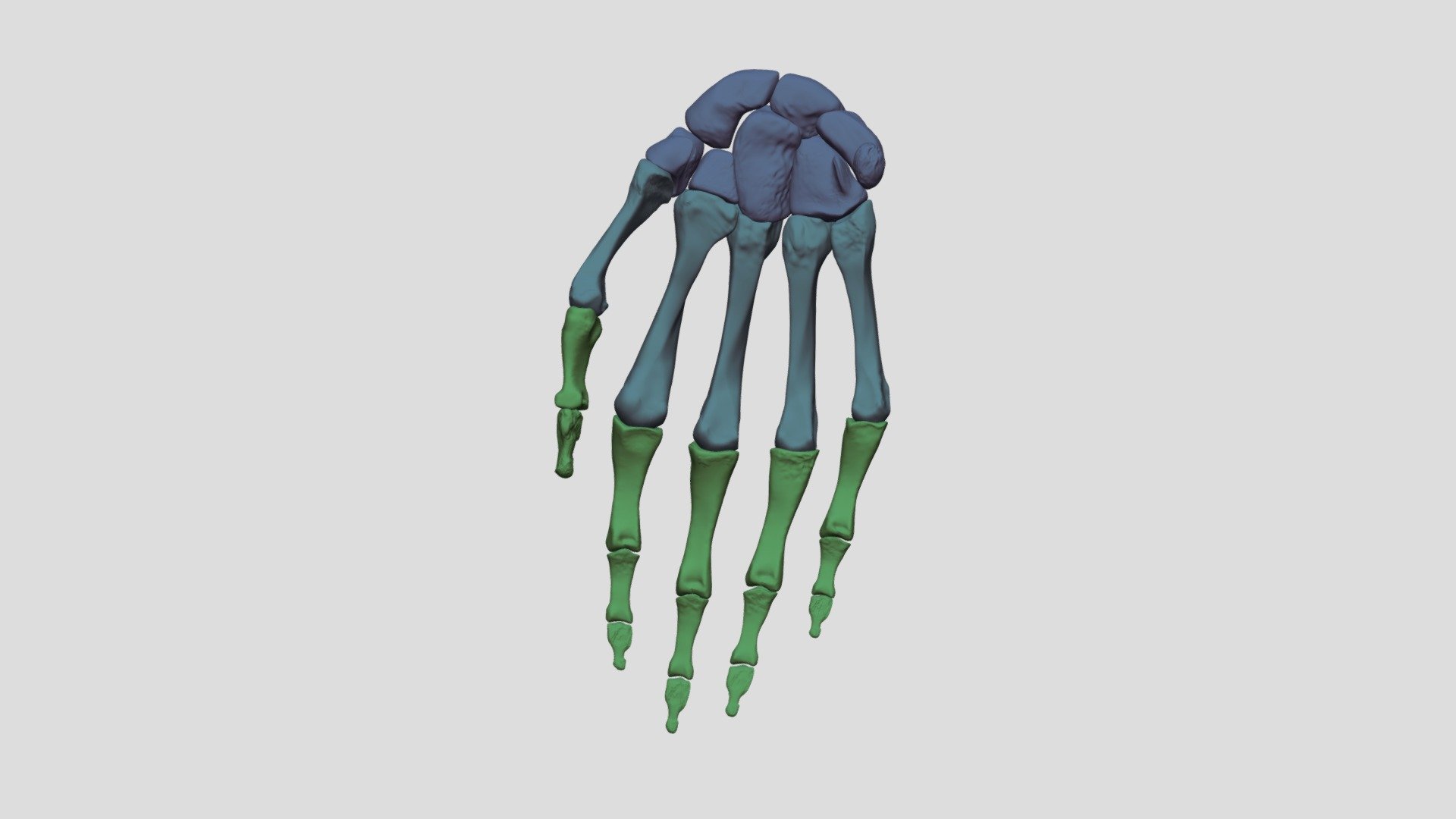 Bones of the Right Hand - 3D model by Digital Ecorche Massing Models ...