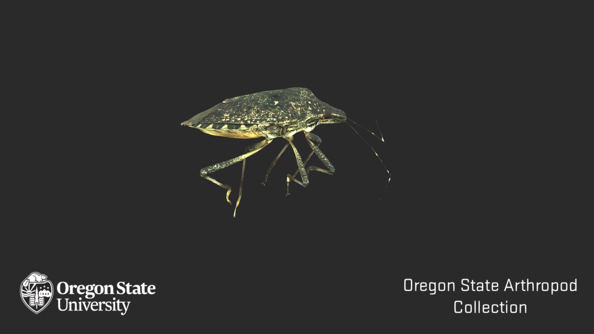 Brown Marmorated Stink Bug - Download Free 3D model by Oregon State ...