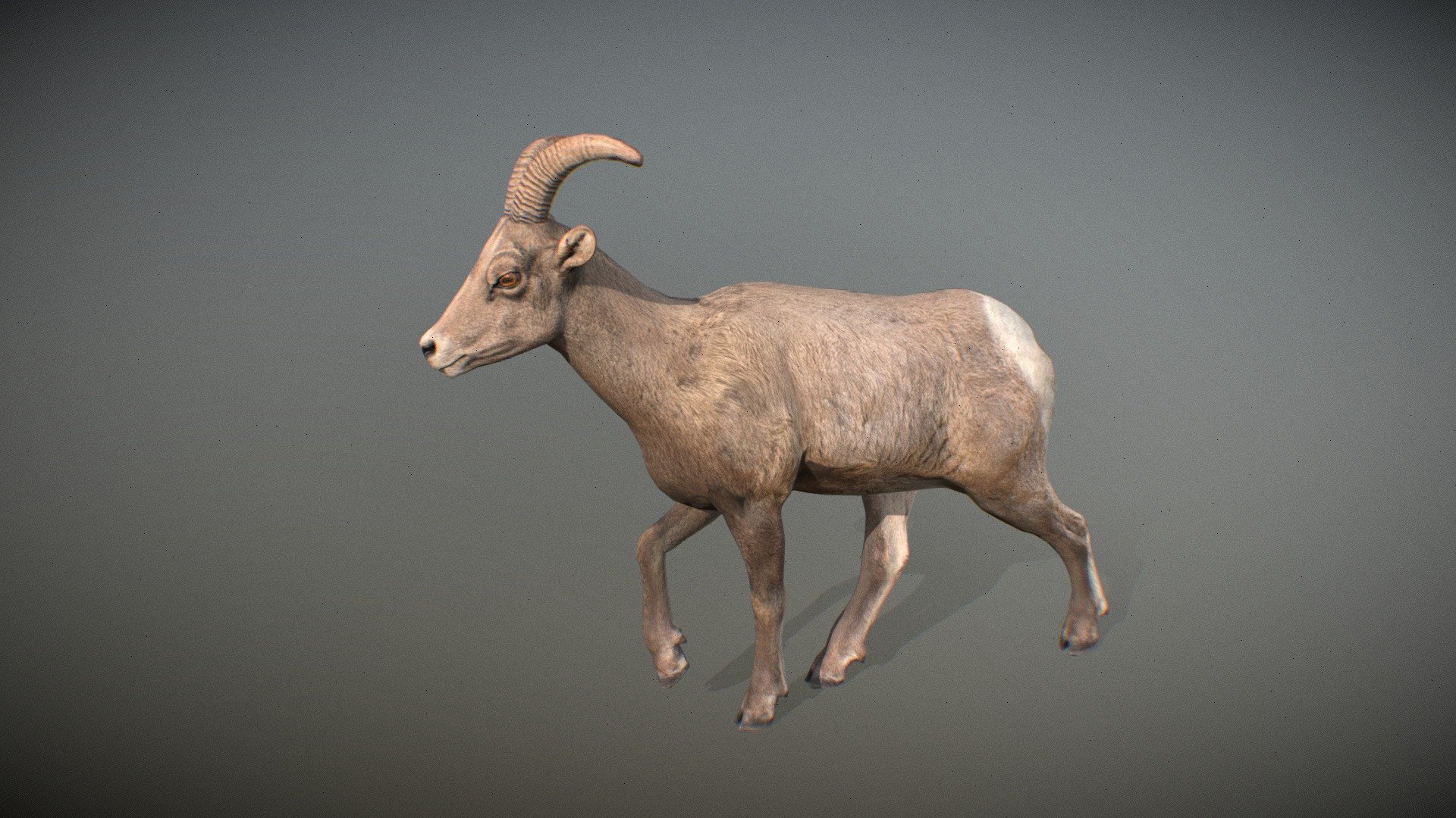Animalia - Bighorn Sheep (female) - 3D model by GiM (@GamesInMotion ...