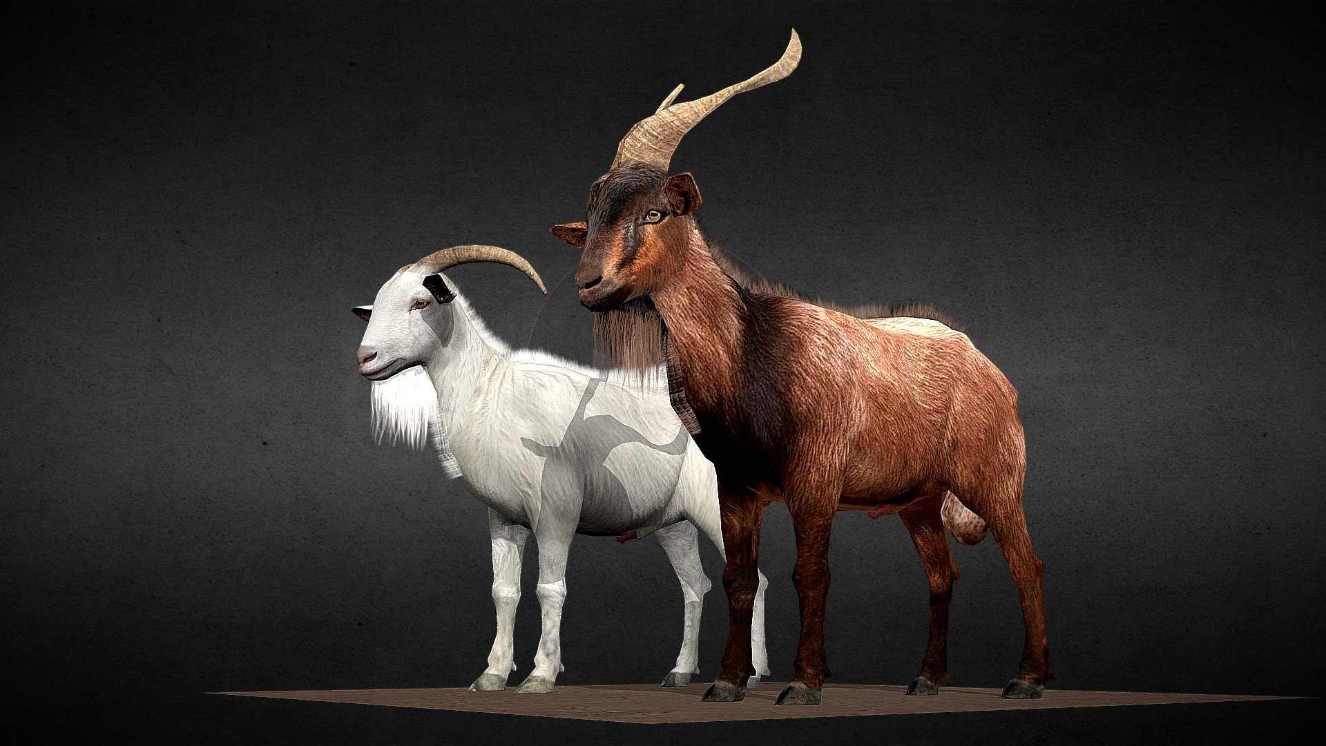 Male Goats - 3D model by Đào Minh Đức (@dmd_hn) [b413c3a] - Sketchfab