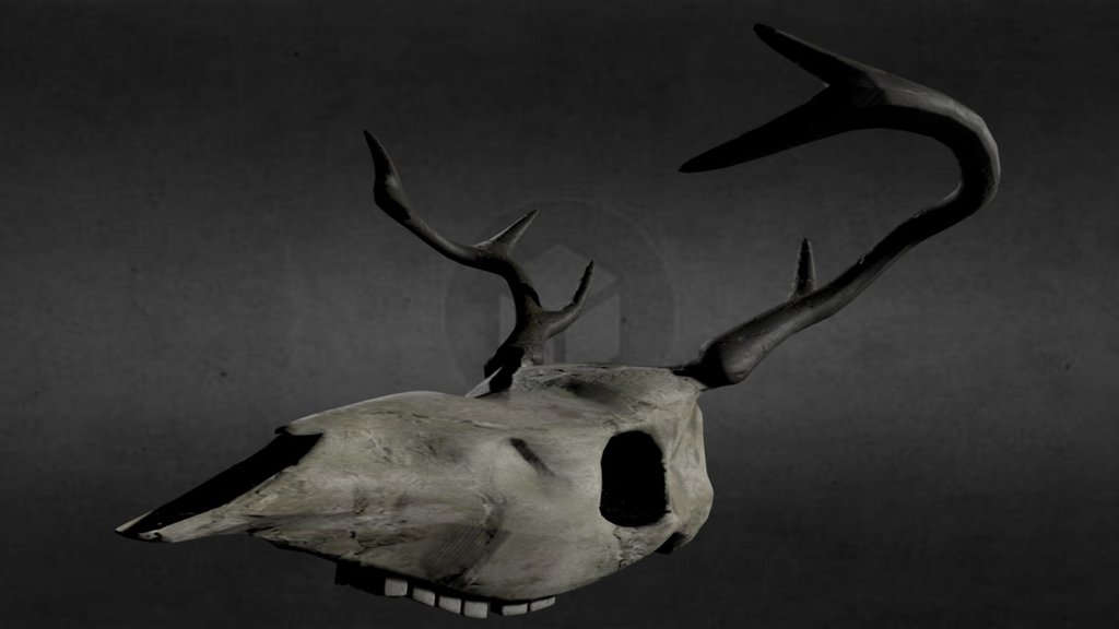 Stag Skull - Download Free 3D model by Taylor (@r.taylor) [b4149fe ...