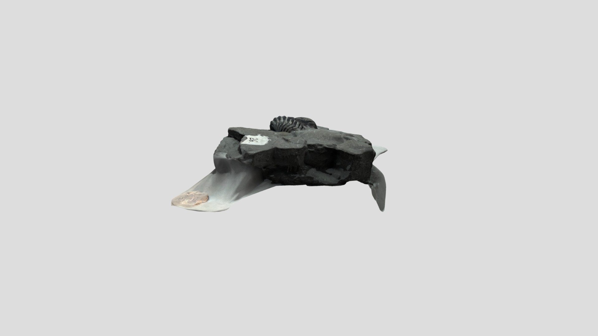 Phacops rana - 3D model by Luisf51 [b415dba] - Sketchfab