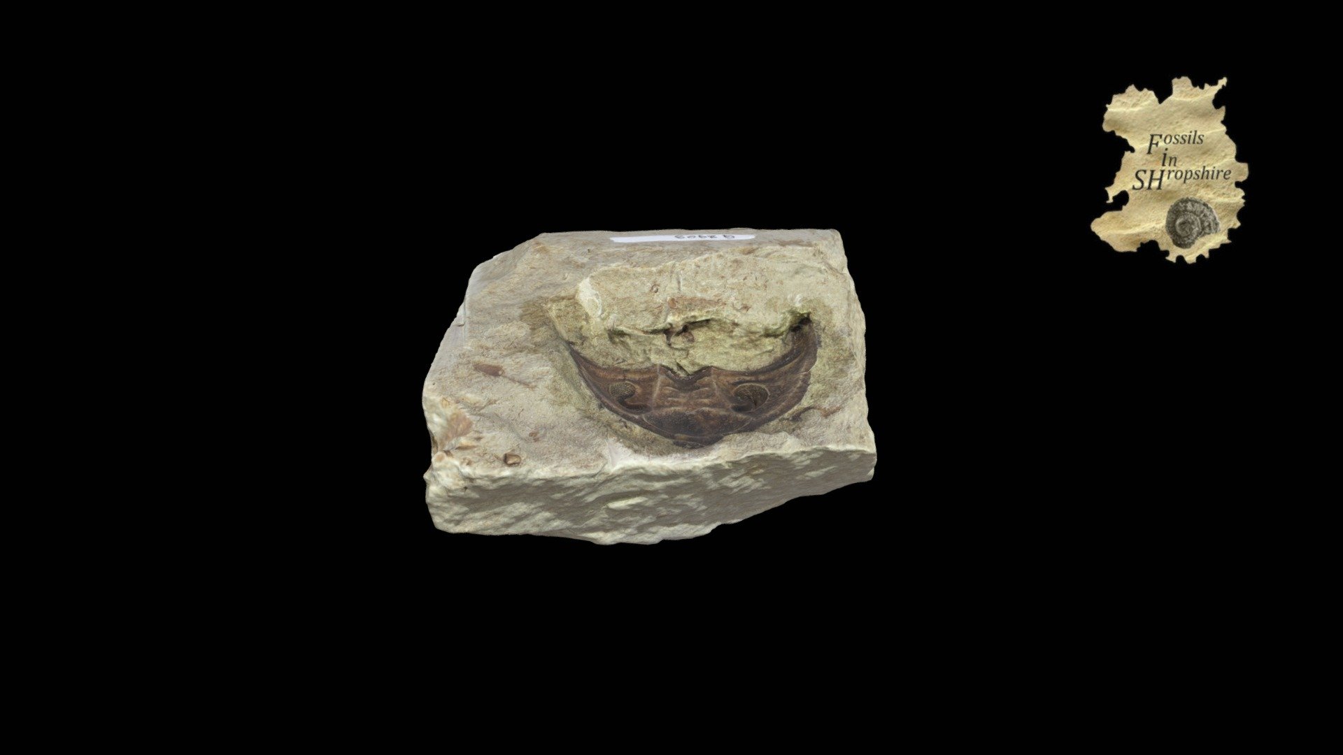 Trilobite - Dalmanites myops - Download Free 3D model by Fossils in ...