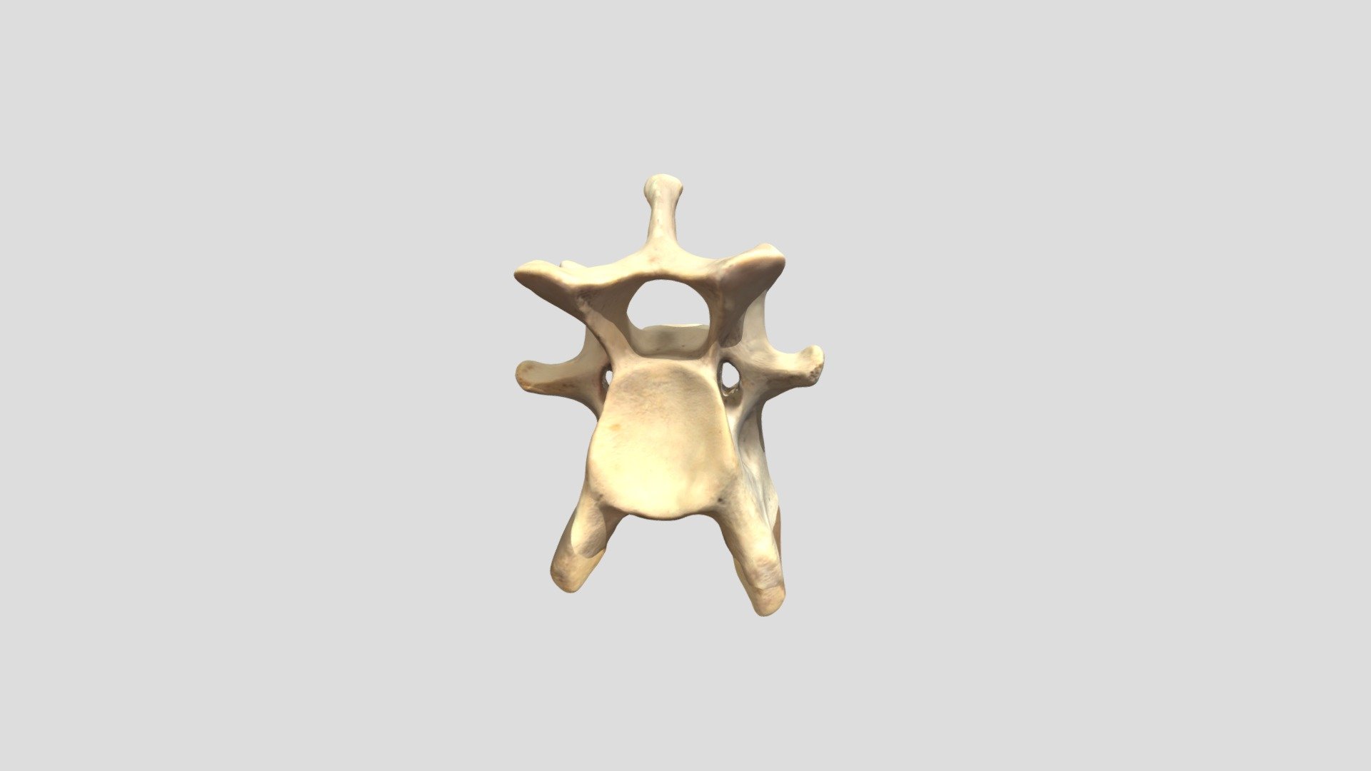 C6 - 3D model by LamaTafish [b419364] - Sketchfab