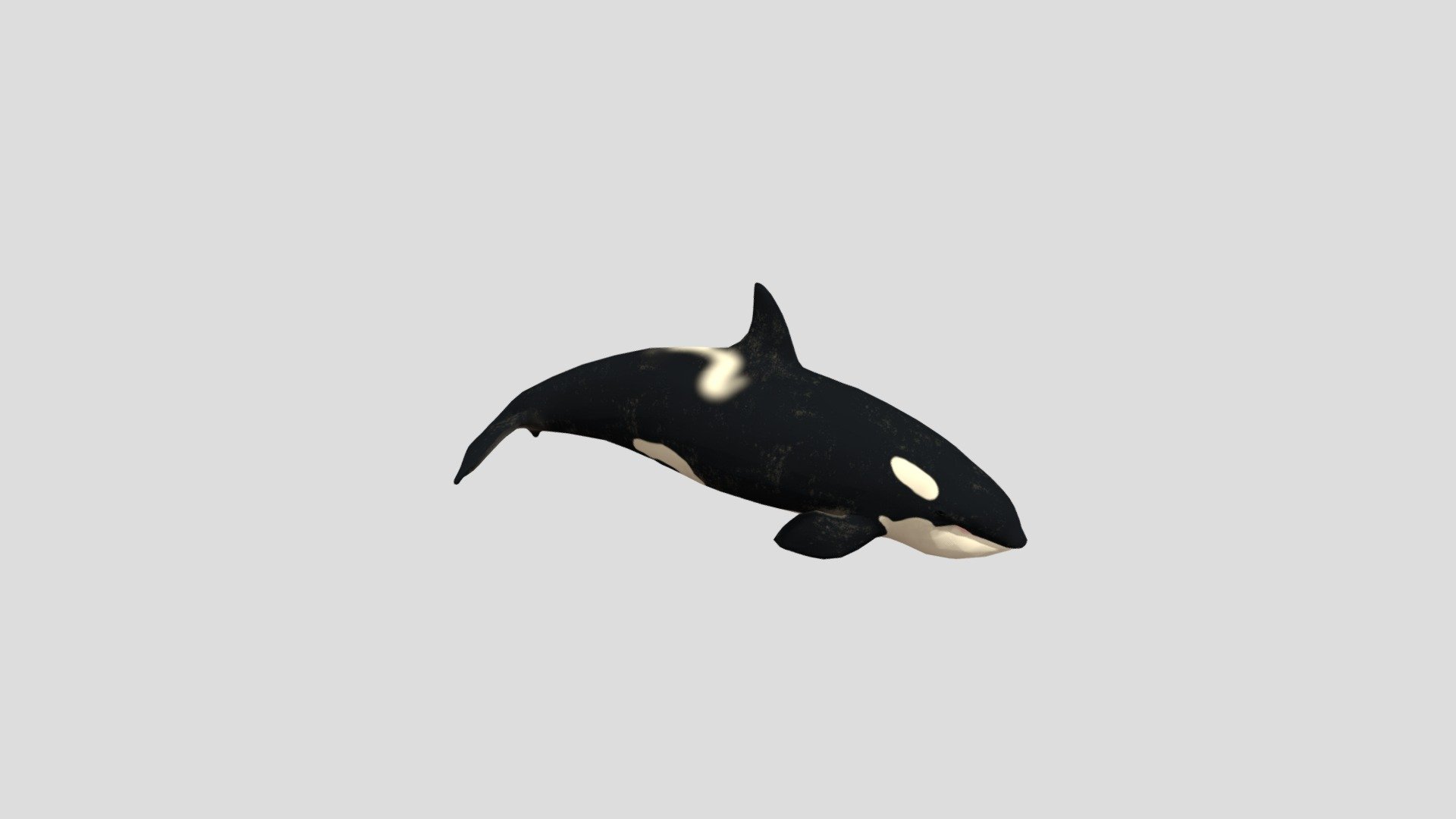 Orca_anim - Buy Royalty Free 3D model by desertclaw95 [b419965 ...