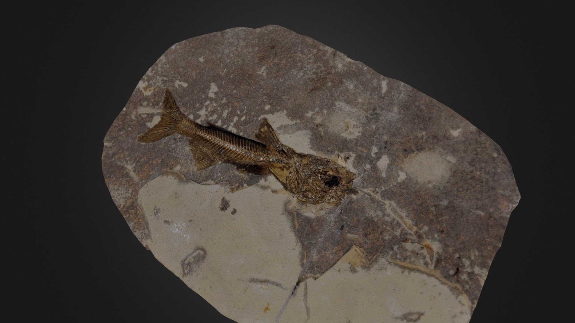 CATFISH FOSSIL - 3D model by 3D Fossils (@conqueror78) [b41a3a4 ...