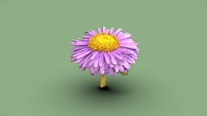 Aster-flower 3D models - Sketchfab