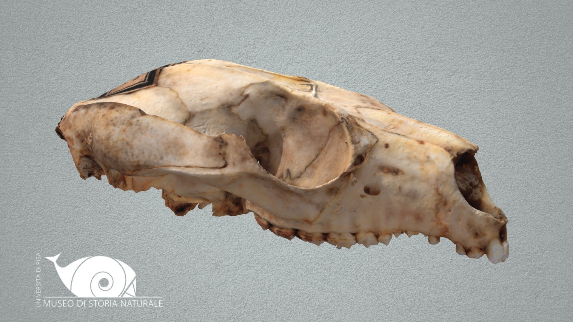 Greater glider - 3D model by Natural History Museum, University of Pisa ...