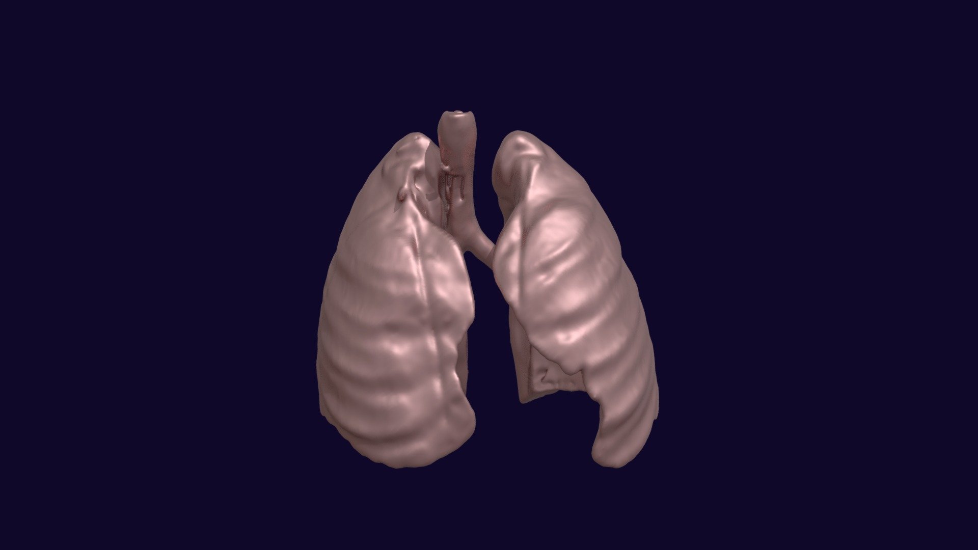 Segmentation_Lungs - Download Free 3D model by TianaL [b428b3f] - Sketchfab