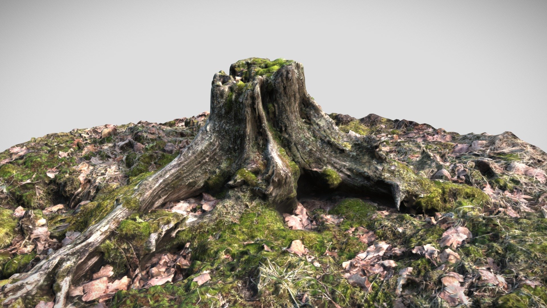 Old Stump (High, Mid, Low LOD) - Buy Royalty Free 3D model by JG3D (@jg ...