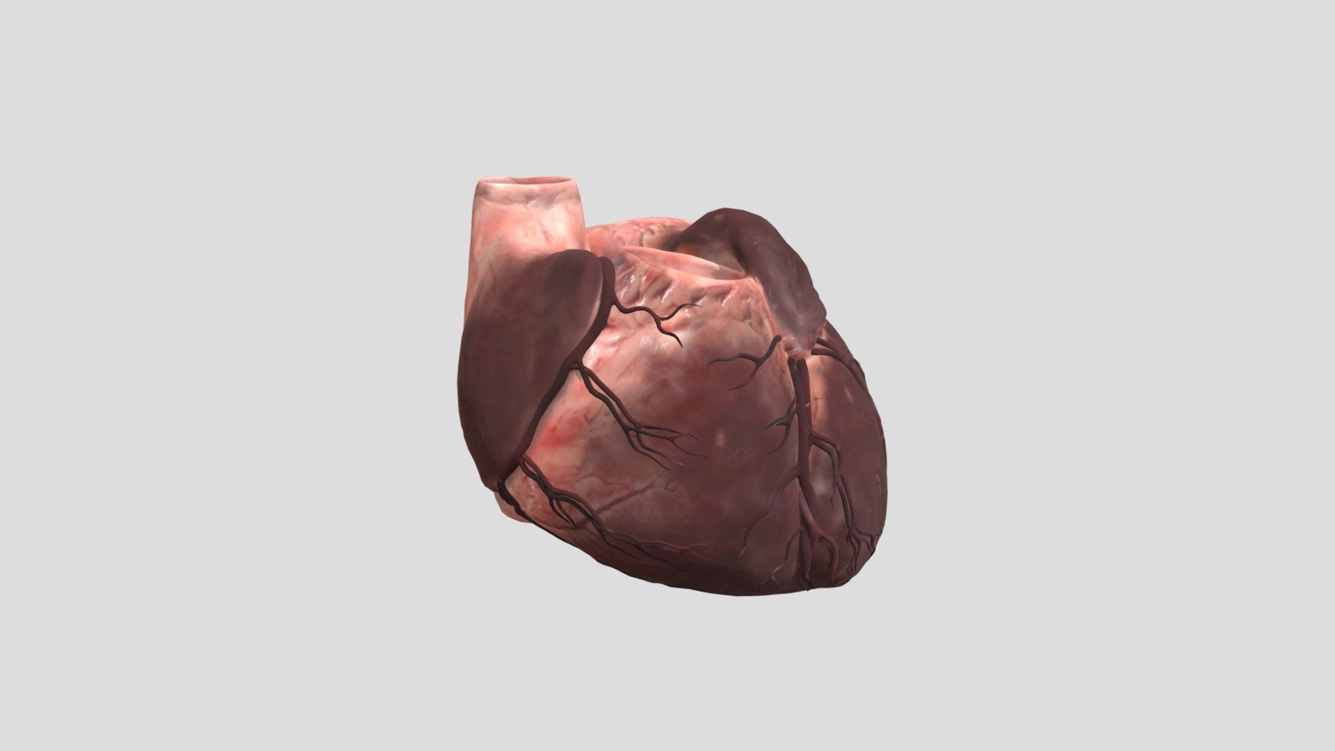 Corazon - 3D model by Dnis [b42b9da] - Sketchfab