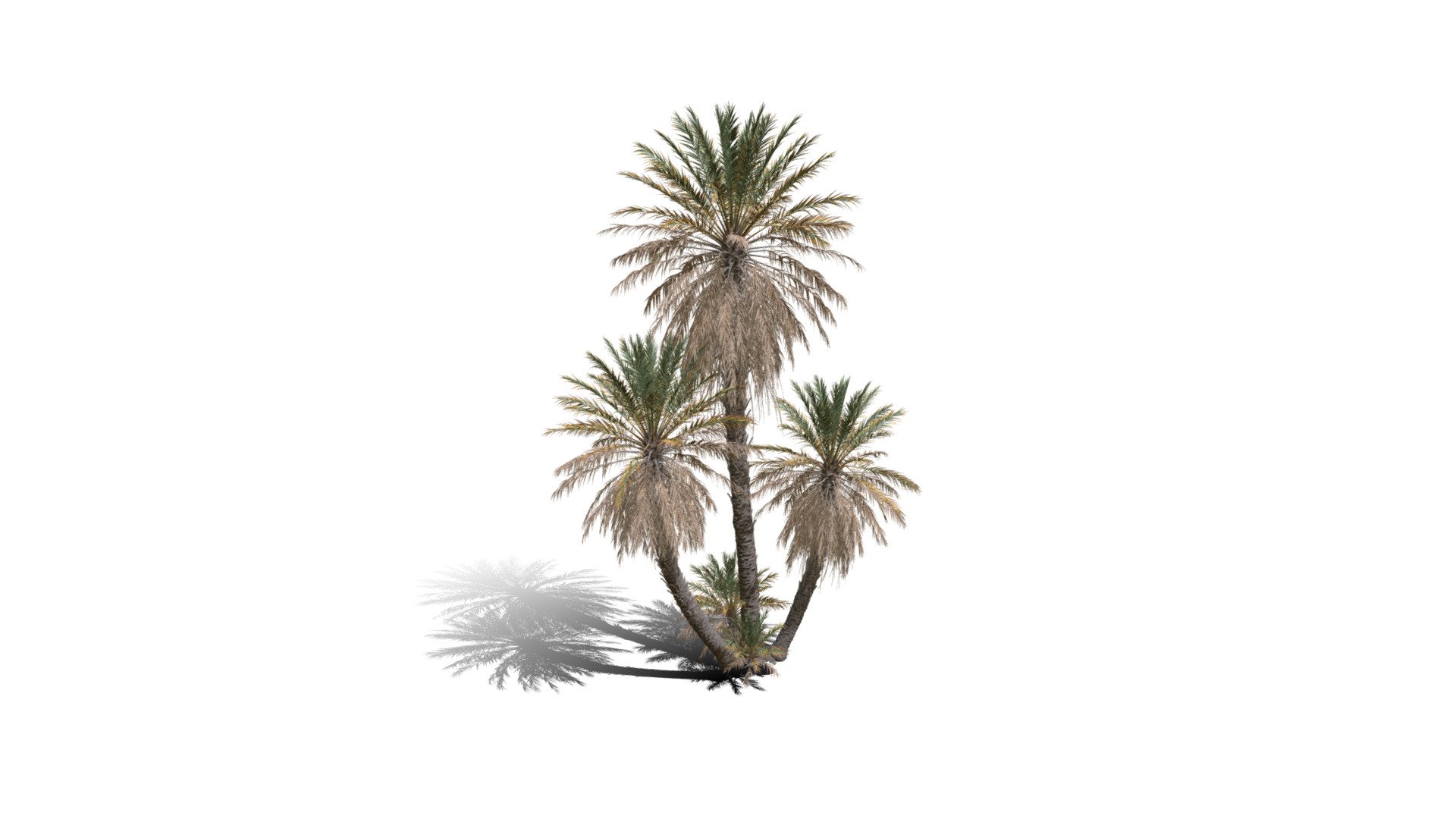 Realistic HD Date palm (57/78) - Download Free 3D model by PlantCatalog ...