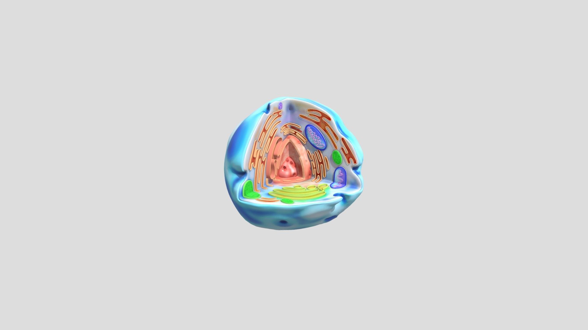 Human Cell - Download Free 3D model by Wr_titan (@pitchayut.iq ...