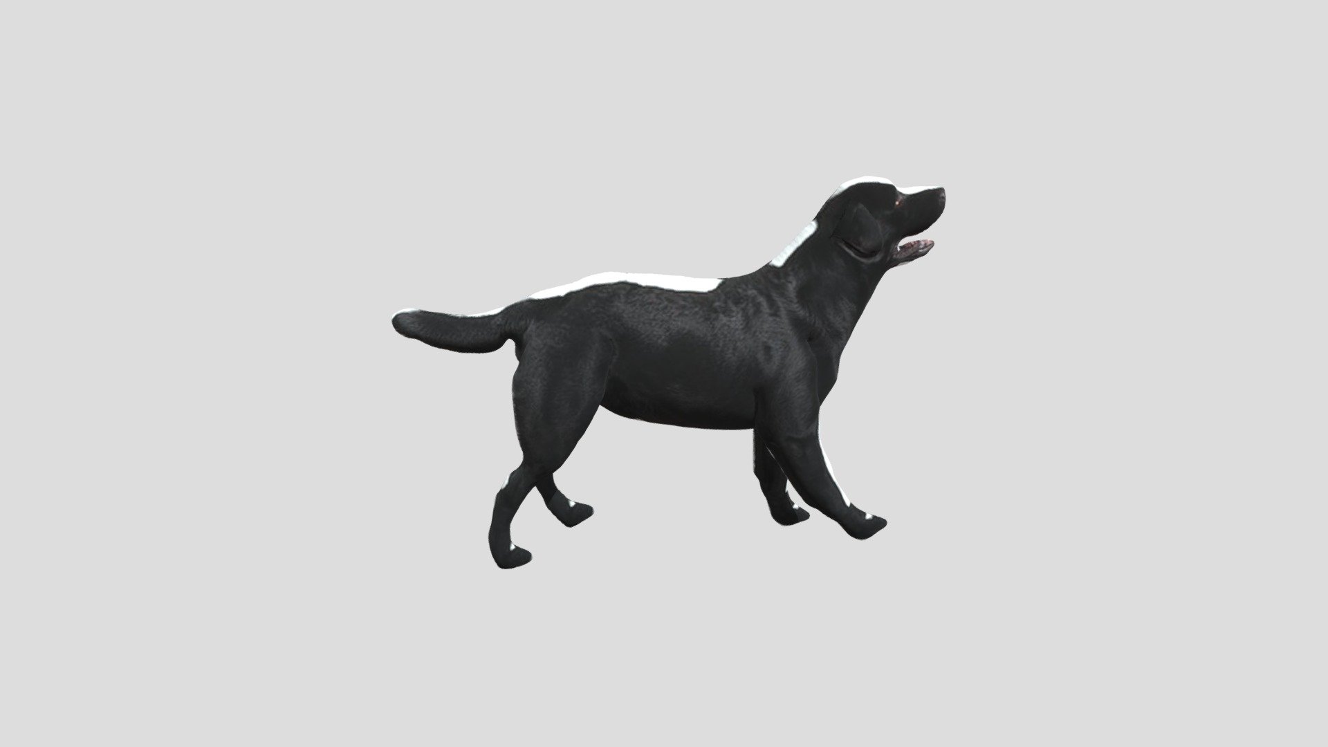 dog walk - Download Free 3D model by 31844 [b42f4c9] - Sketchfab