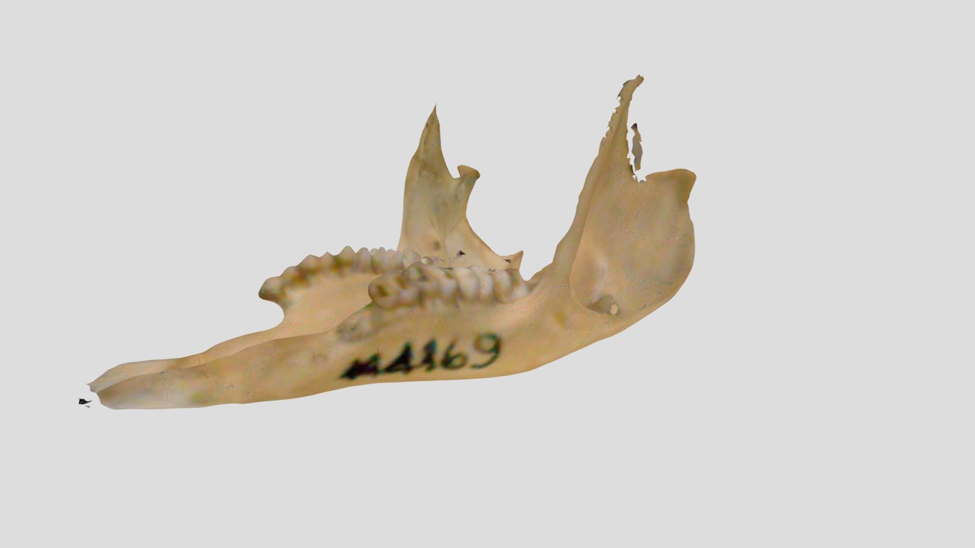 WAM M4169 - Nabarlek (Jaw) - 3D model by Western Australian Museum ...