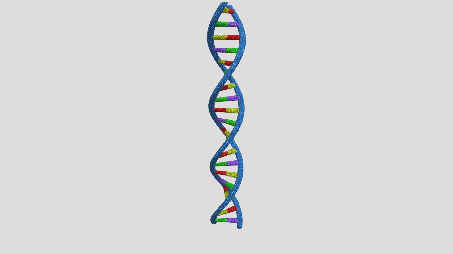 Dna school project - 3D model by JacobBumgardner [b432d01] - Sketchfab