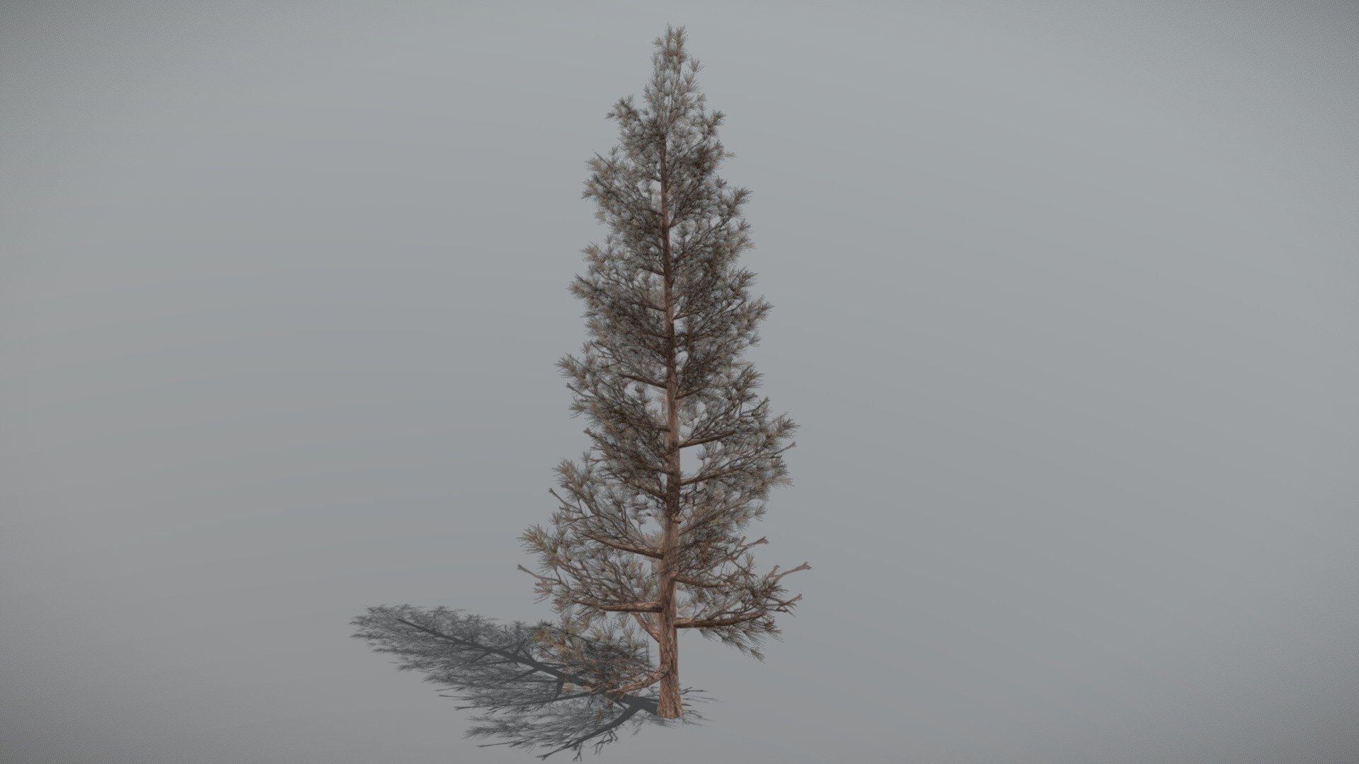 Pine 5 (Animated Tree) - Buy Royalty Free 3D model by bsp [b432ef7 ...