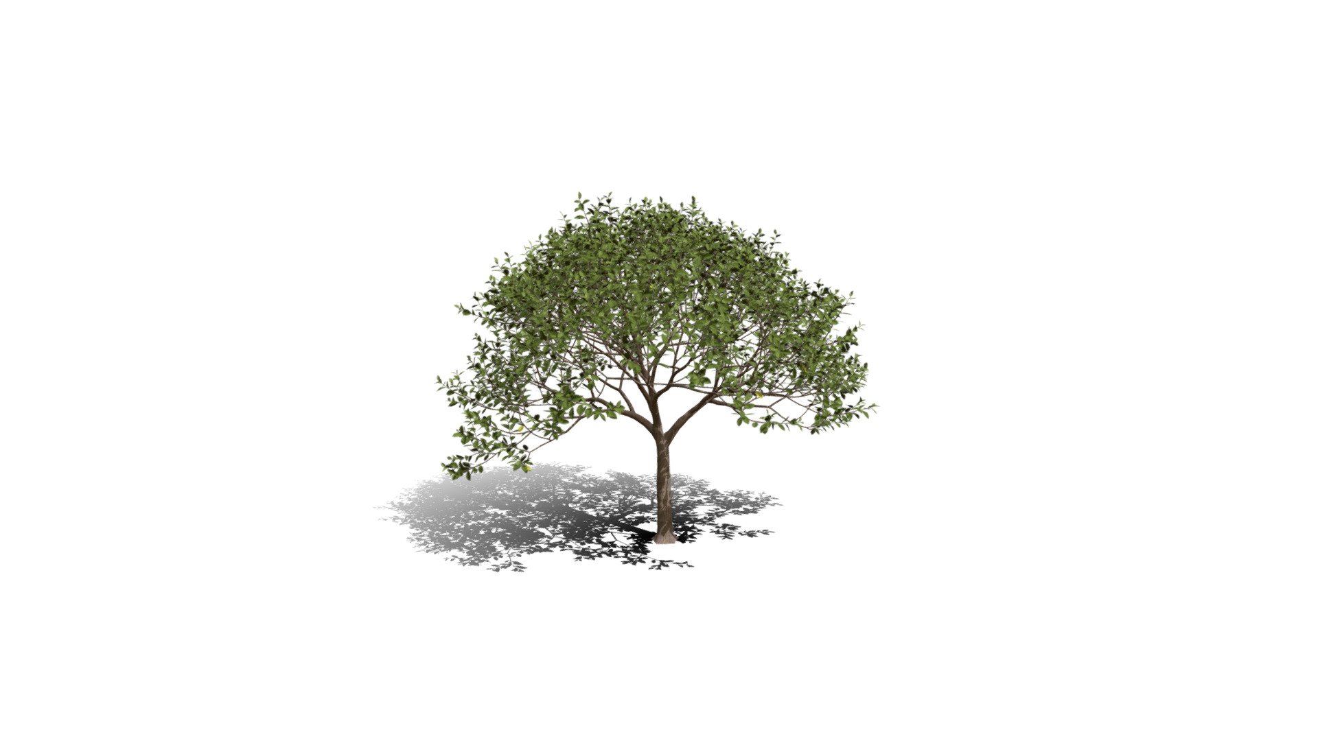 Realistic HD Lemon tree (25/30) - Download Free 3D model by ...