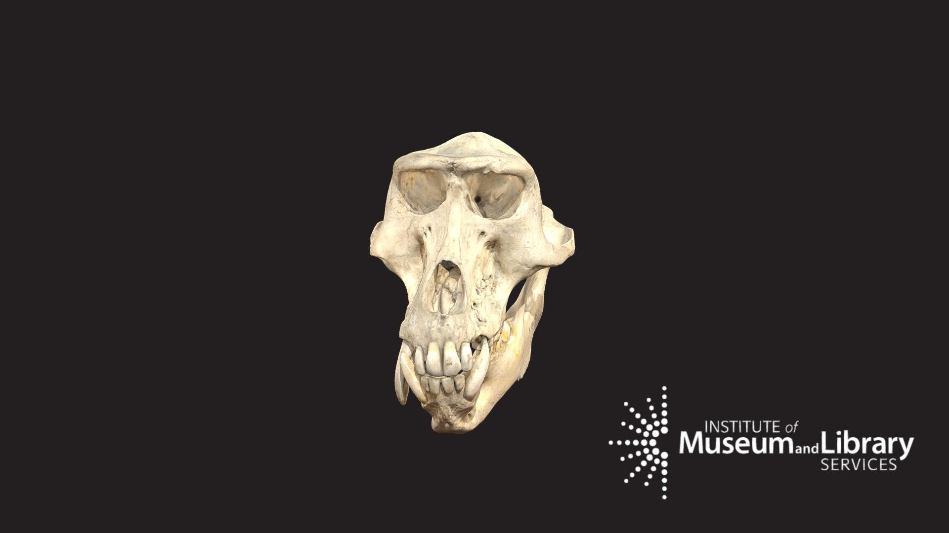 HTB 0891, Gelada Skull - 3D model by Cleveland Museum of Natural ...