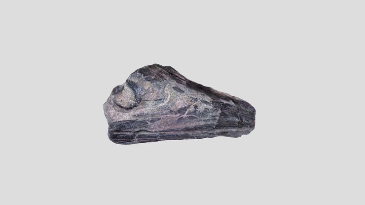 Billfish 3D models - Sketchfab