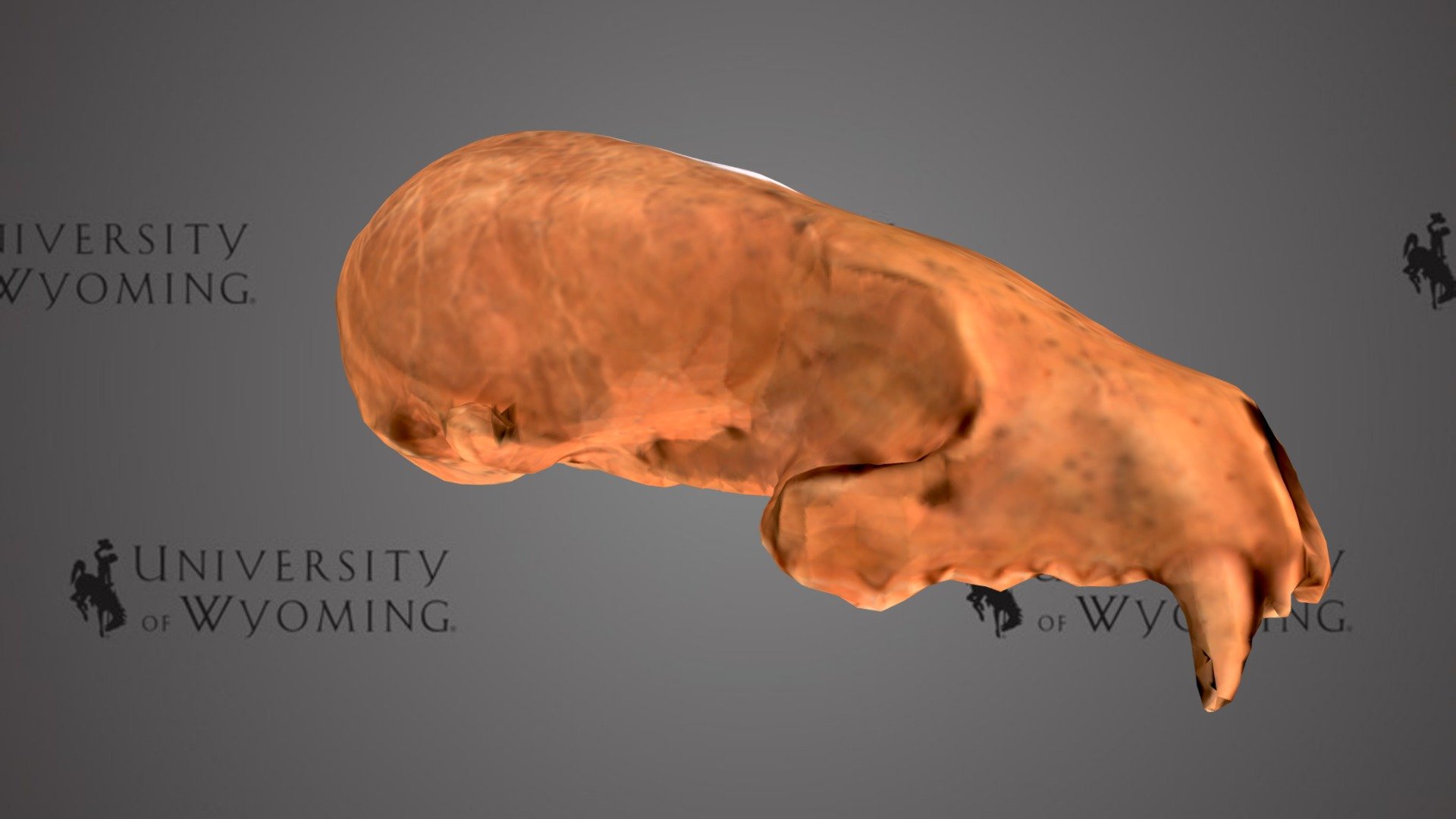 UW5766 - Martes americana, Skull - Download Free 3D model by University ...