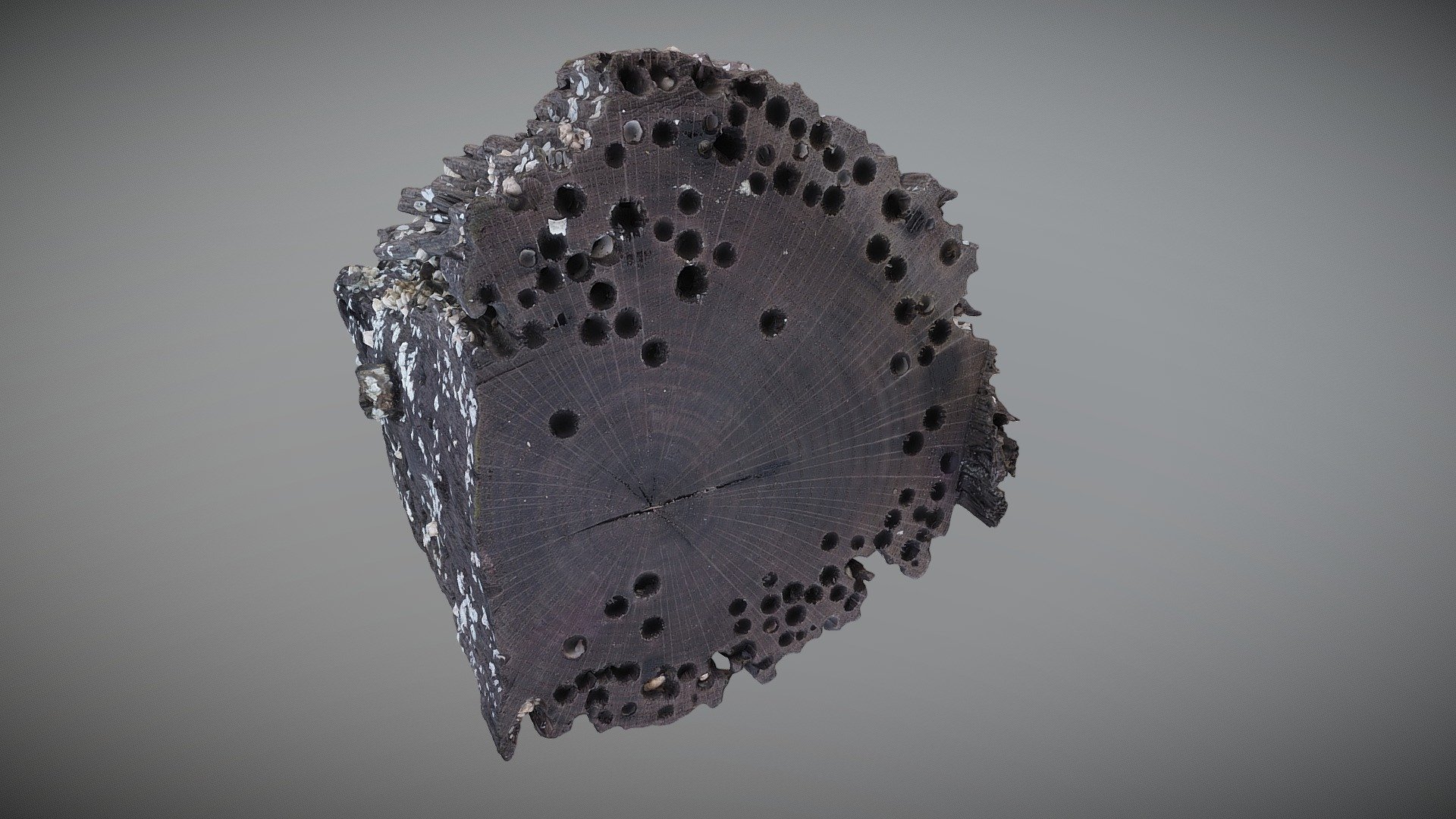 Double Dutch oak futtock #2 (NCN 34303) - Download Free 3D model by ...