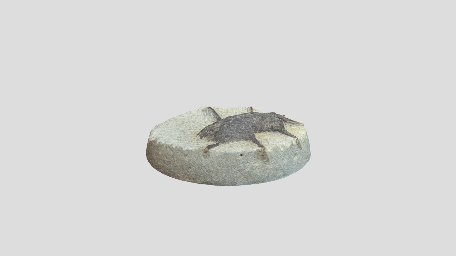 Fossil crab - Actinotocarcinus chidgeyi - Download Free 3D model by ...