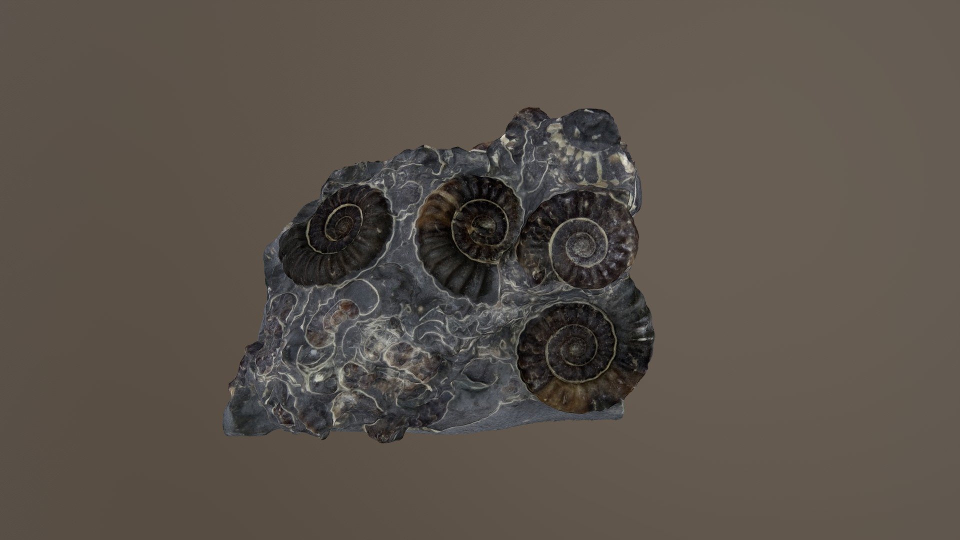 Promicroceras marstonense - 3D model by GeoNico [b447bcf] - Sketchfab