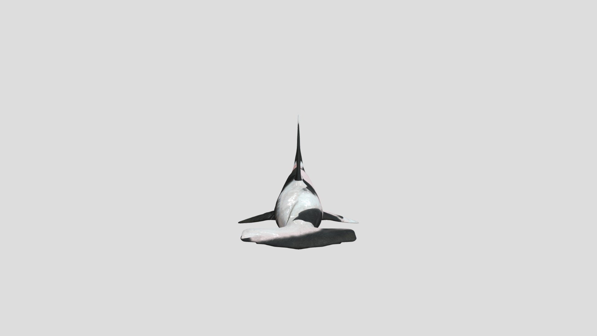 Great hammerhead model - 3D model by SharkModelzCreator (@liamgarro2012 ...