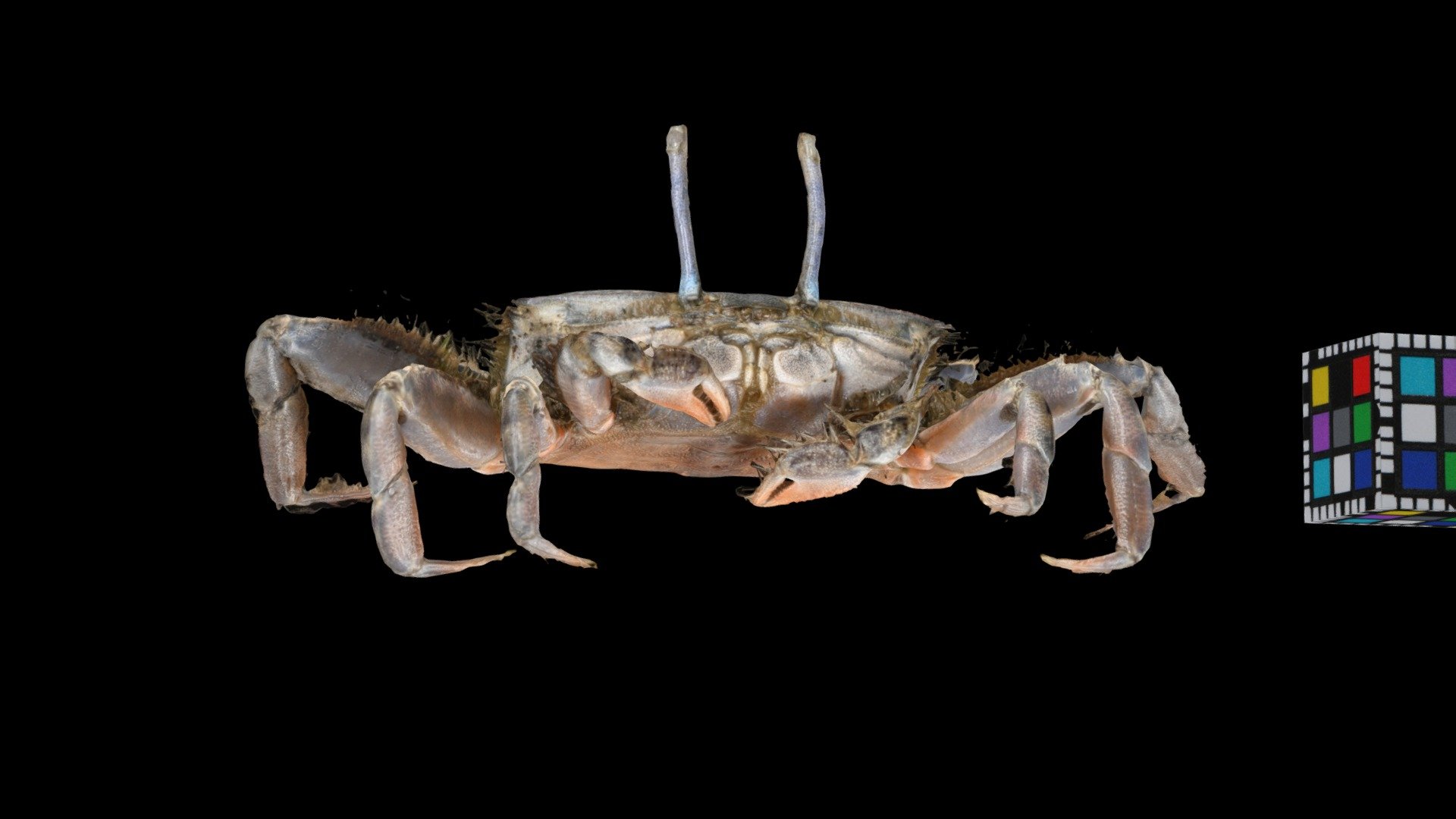 オサガニ Sentinel crab, Macrophthalmus abbreviatus - Download Free 3D model ...