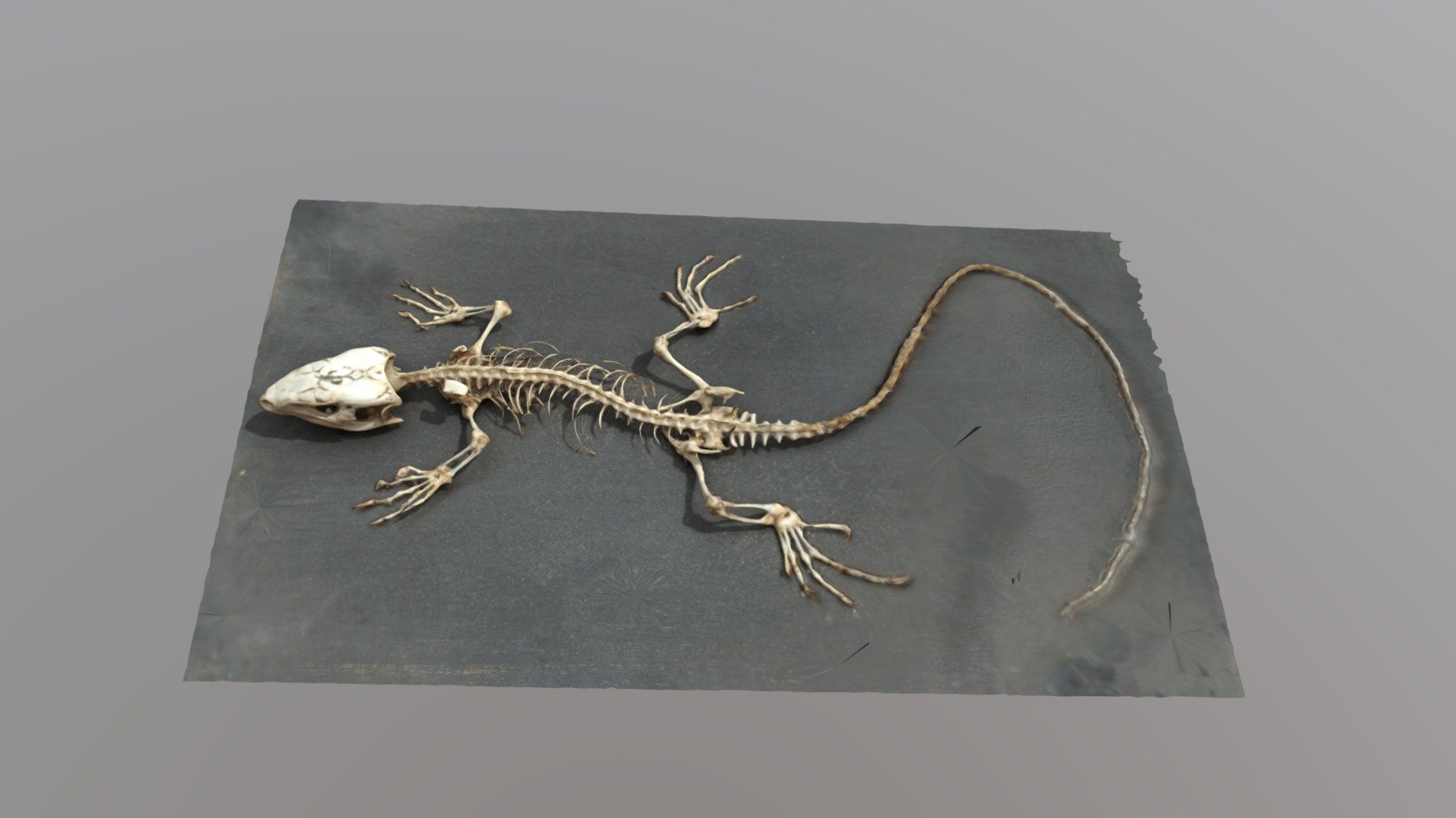 Lezard lizard squelette - Download Free 3D model by Tavernier Amaury ...