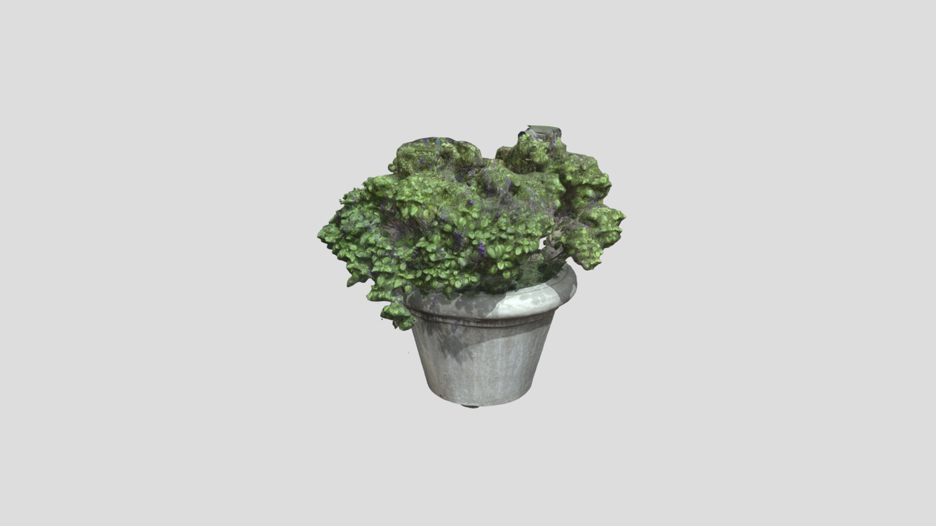 Decorative Plant Scan - Download Free 3D model by n01519923 [b44dde0 ...
