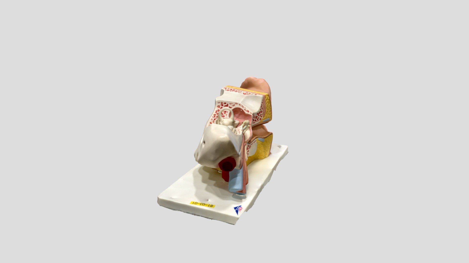 Internal Structures of the Ear - 3D model by virtual_lab [b450410 ...