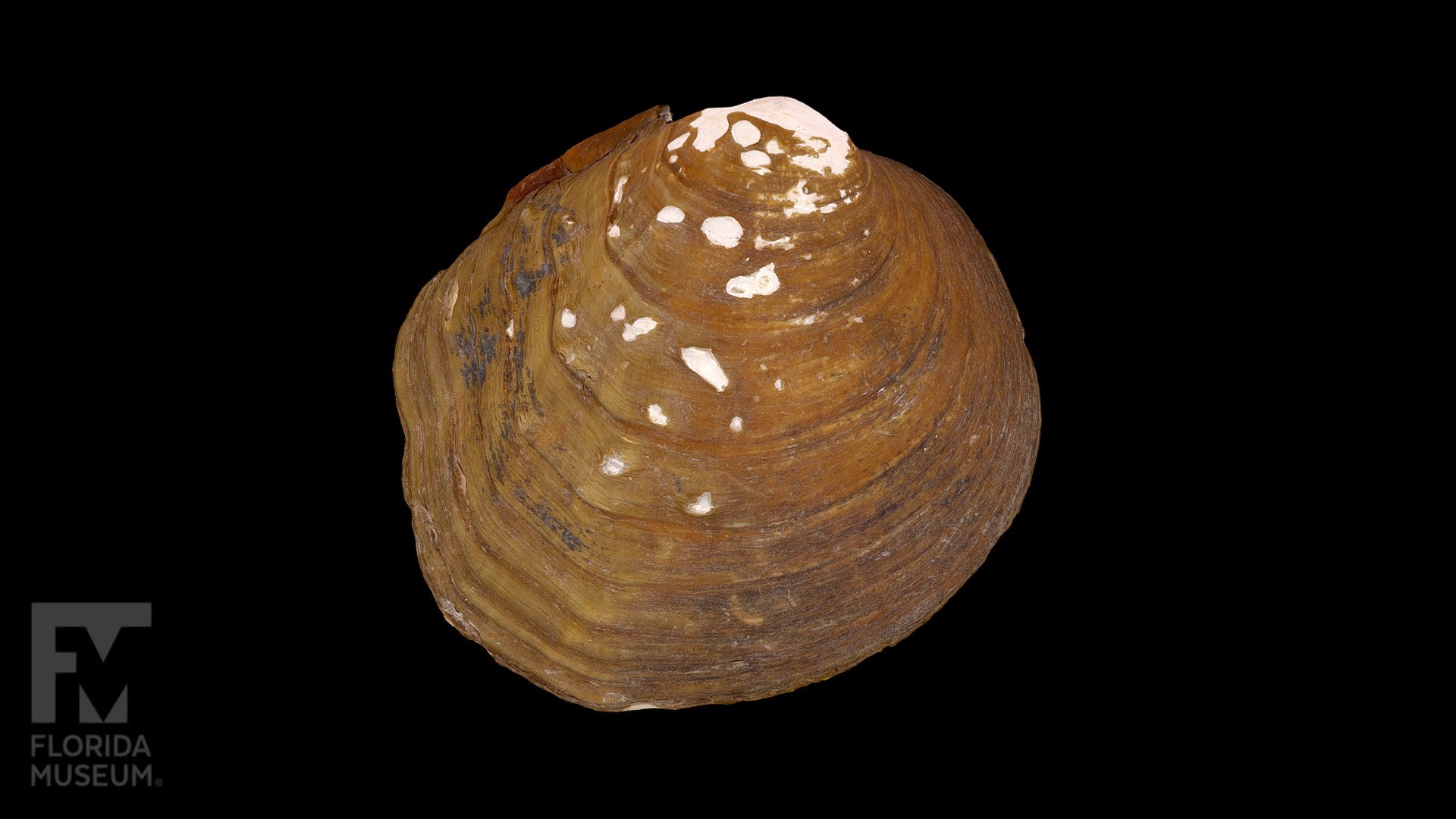 Purple Wartyback Freshwater Mussel - 3D model by FloridaMuseum [b45fa49 ...