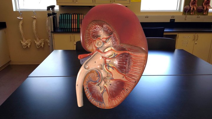 Urinary-system 3D models - Sketchfab