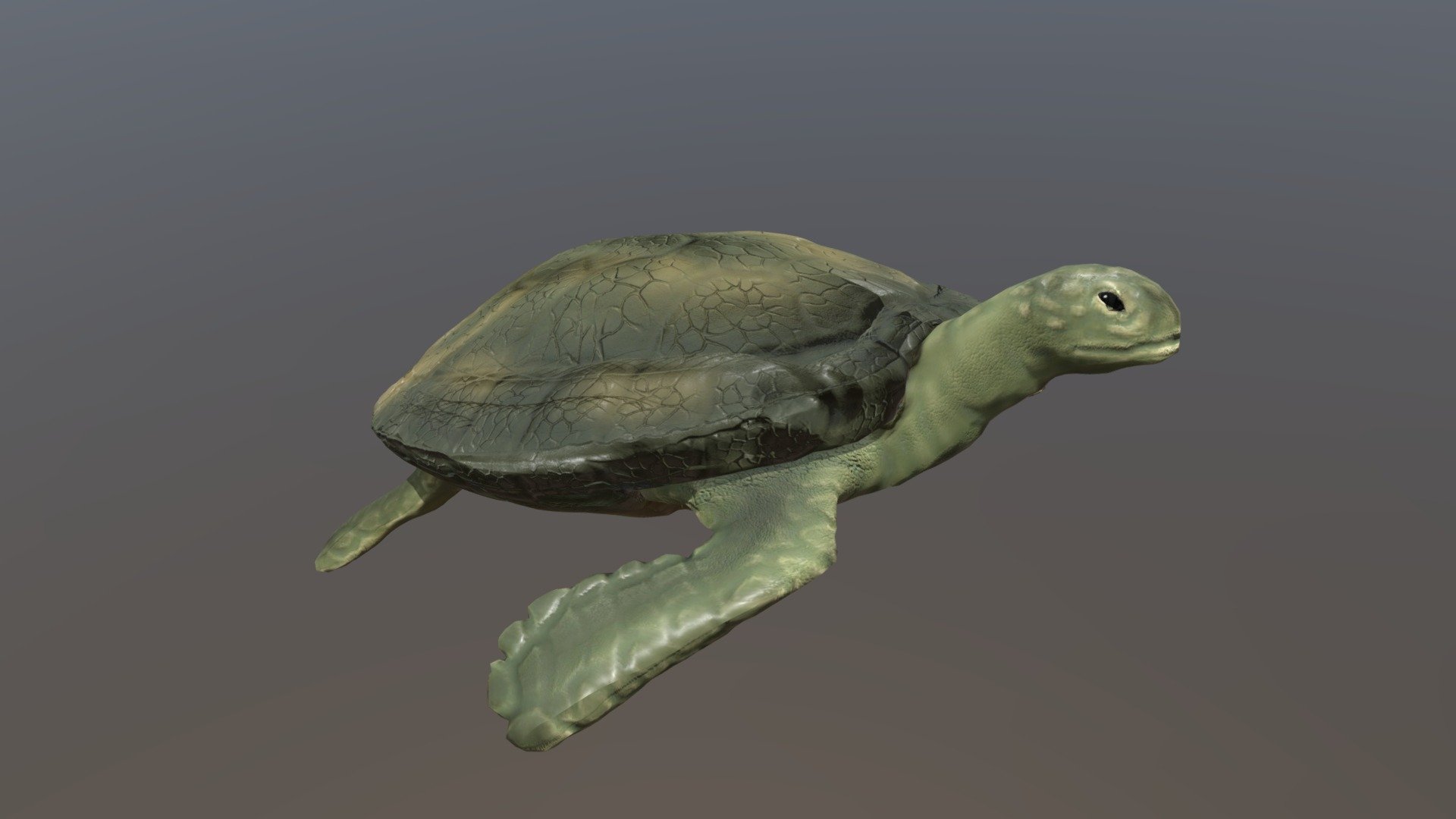 Turtle - 3D model by Maisen (@maisenn) [b465c42] - Sketchfab