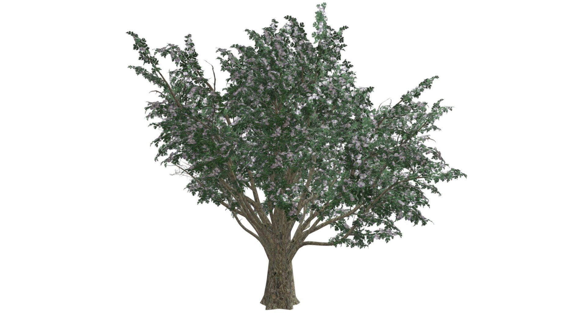 Common Hawthorne Tree #08 - Buy Royalty Free 3D model by meshshape ...