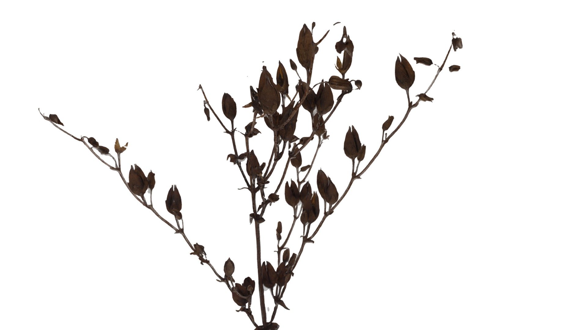Mayflower Beardtongue (Penstemon multiflorus) - Download Free 3D model ...