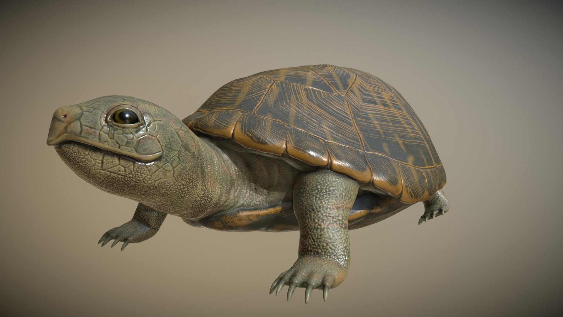 Turtle - 3D model by crwjaakko [b478c6a] - Sketchfab