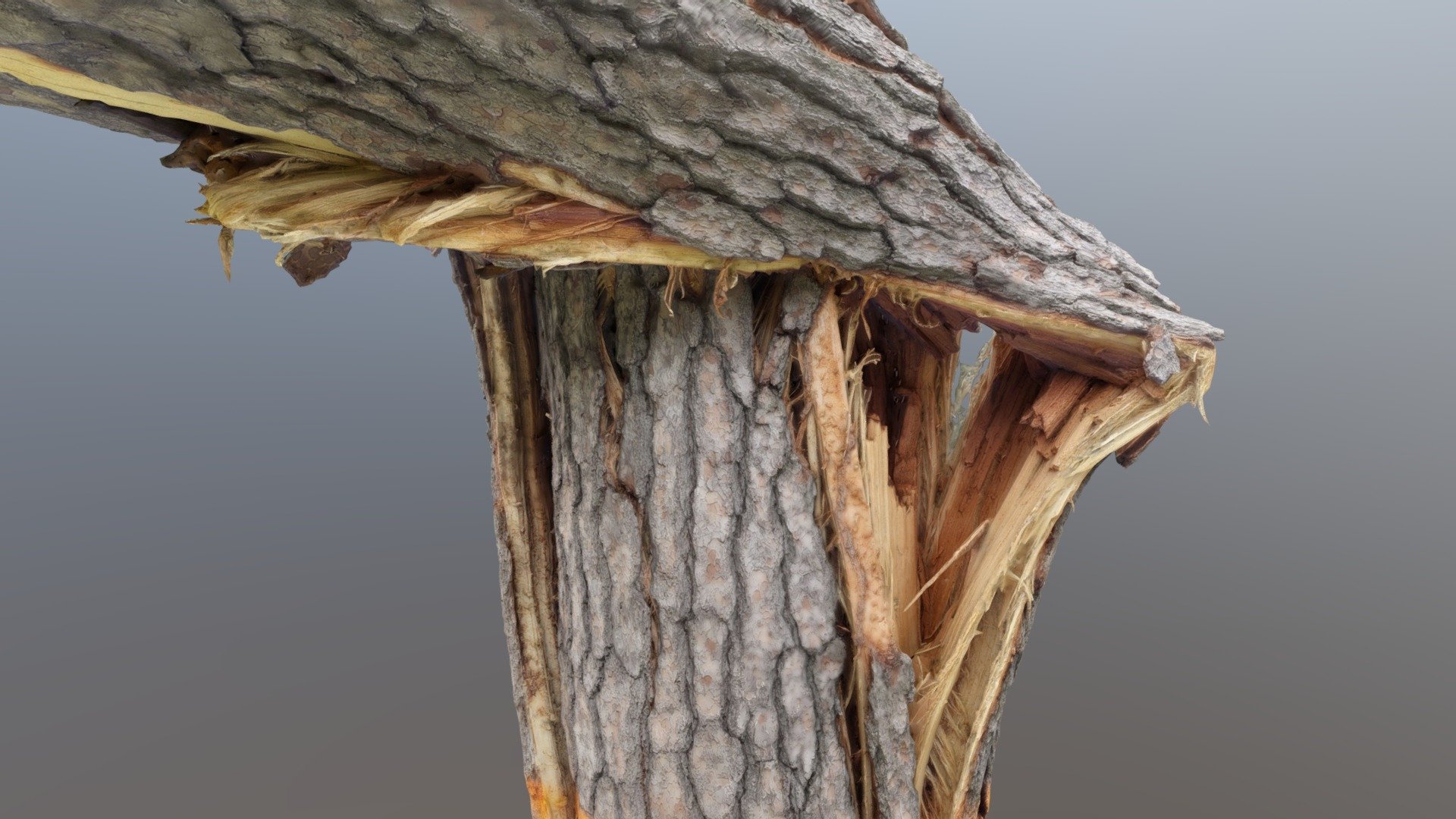 Broken tree - Download Free 3D model by jonathan.imaginaire [b47fe09 ...