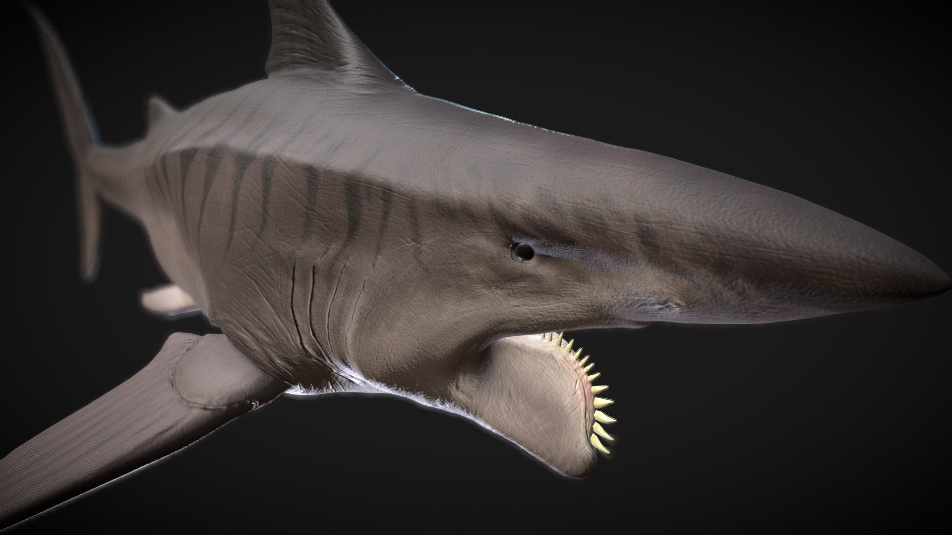 Helicoprion - Buy Royalty Free 3D model by robertfabiani [b483cc6 ...