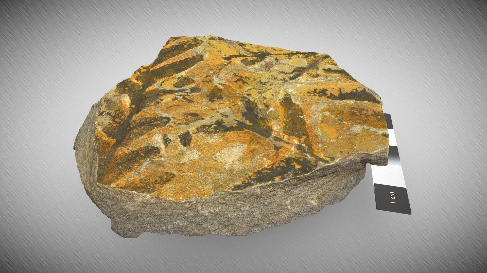 Triassic fossil plants - 3D model by UQ School of the Environment (@UQ ...