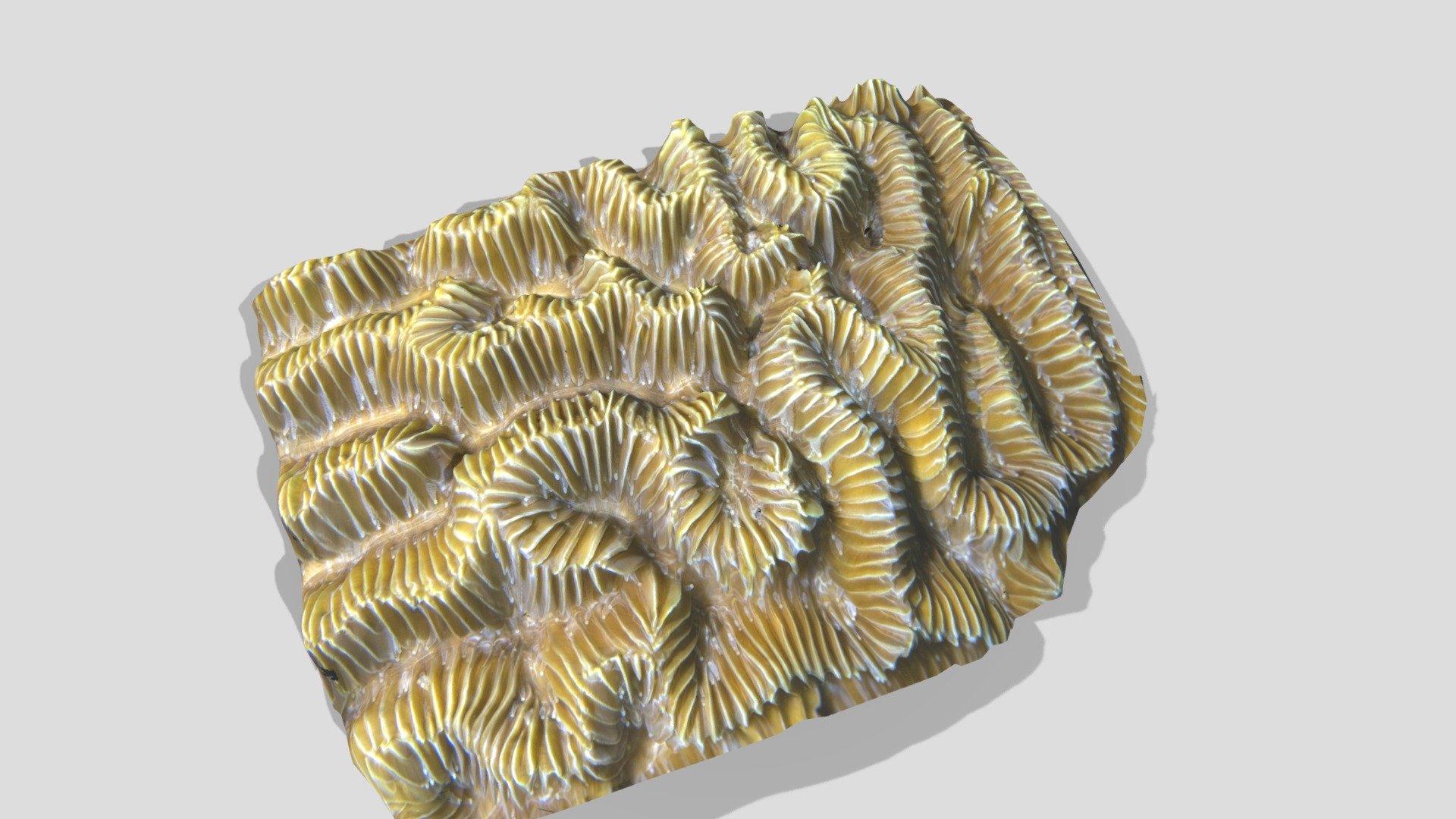 Maze Coral / Meandrina meandrites - Buy Royalty Free 3D model by Patric ...