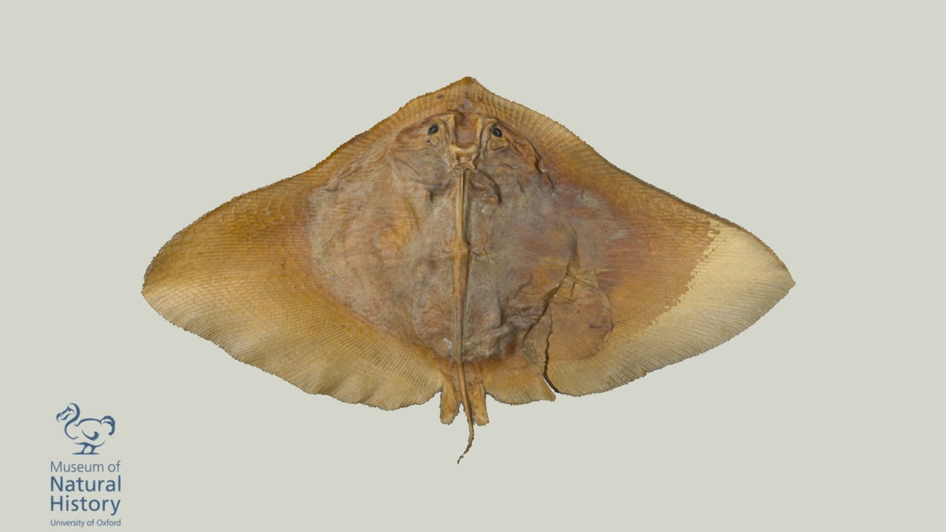 Butterfly ray - 3D model by Oxford University Museum of Natural History ...