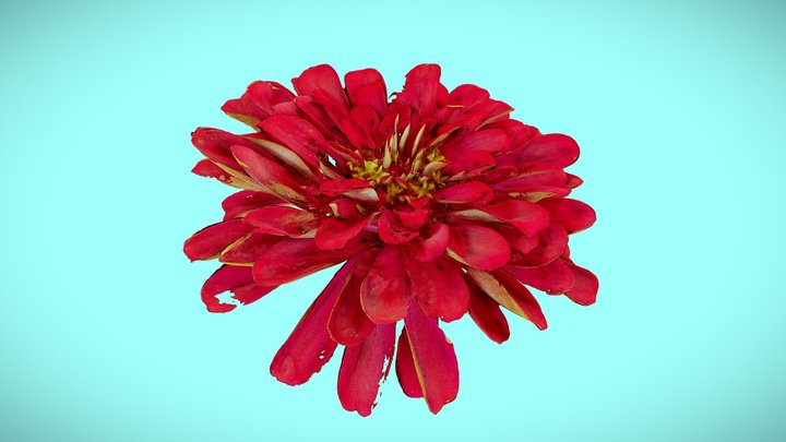 Zinnia 3D models - Sketchfab