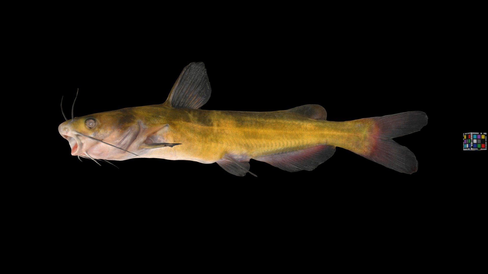 ギギ 🐟 Gigi Bagrid Catfish, P. nudiceps - Download Free 3D model by ffish ...