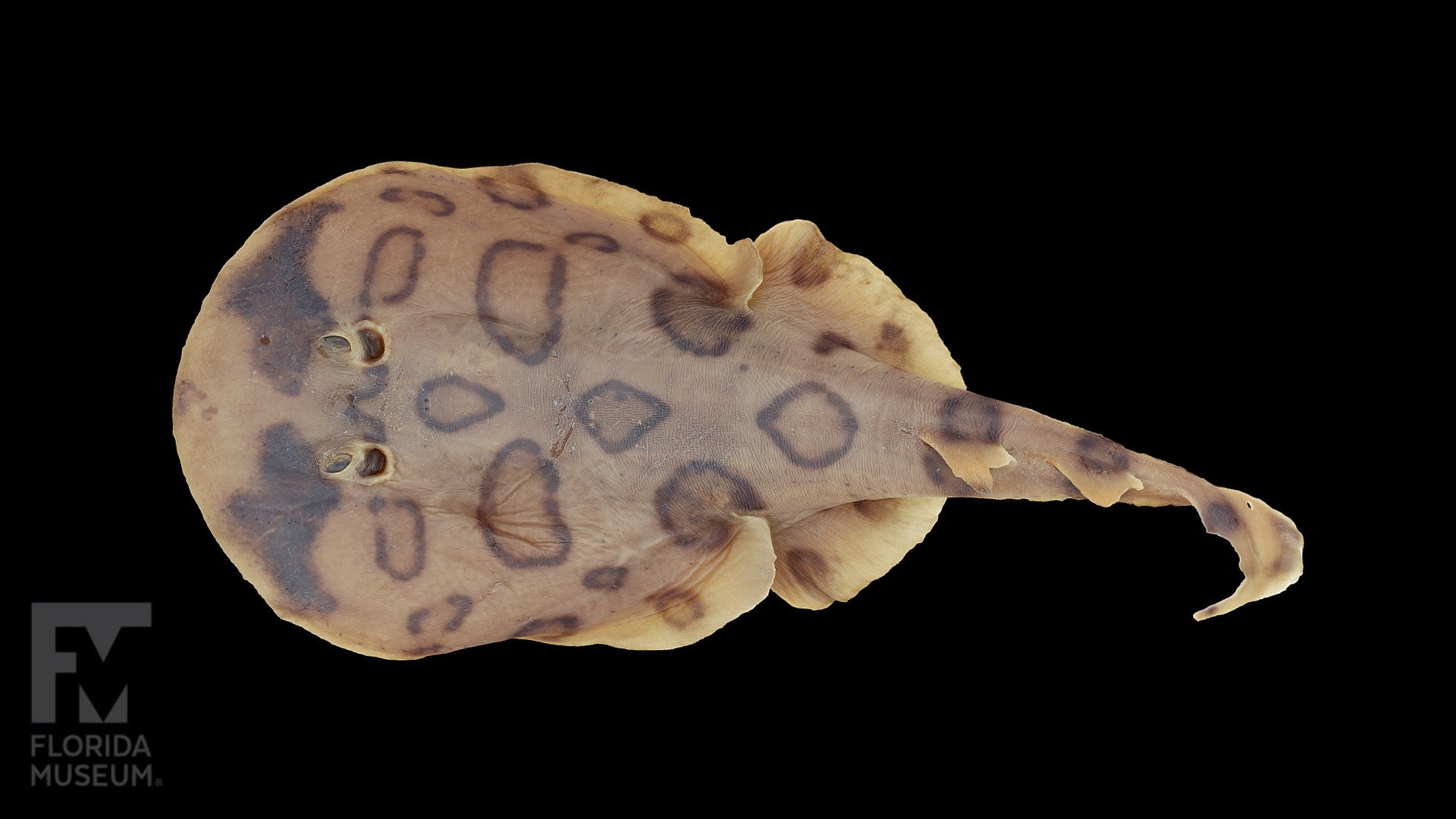 Brazilian Electric Ray - 3D model by FloridaMuseum [b49b386] - Sketchfab