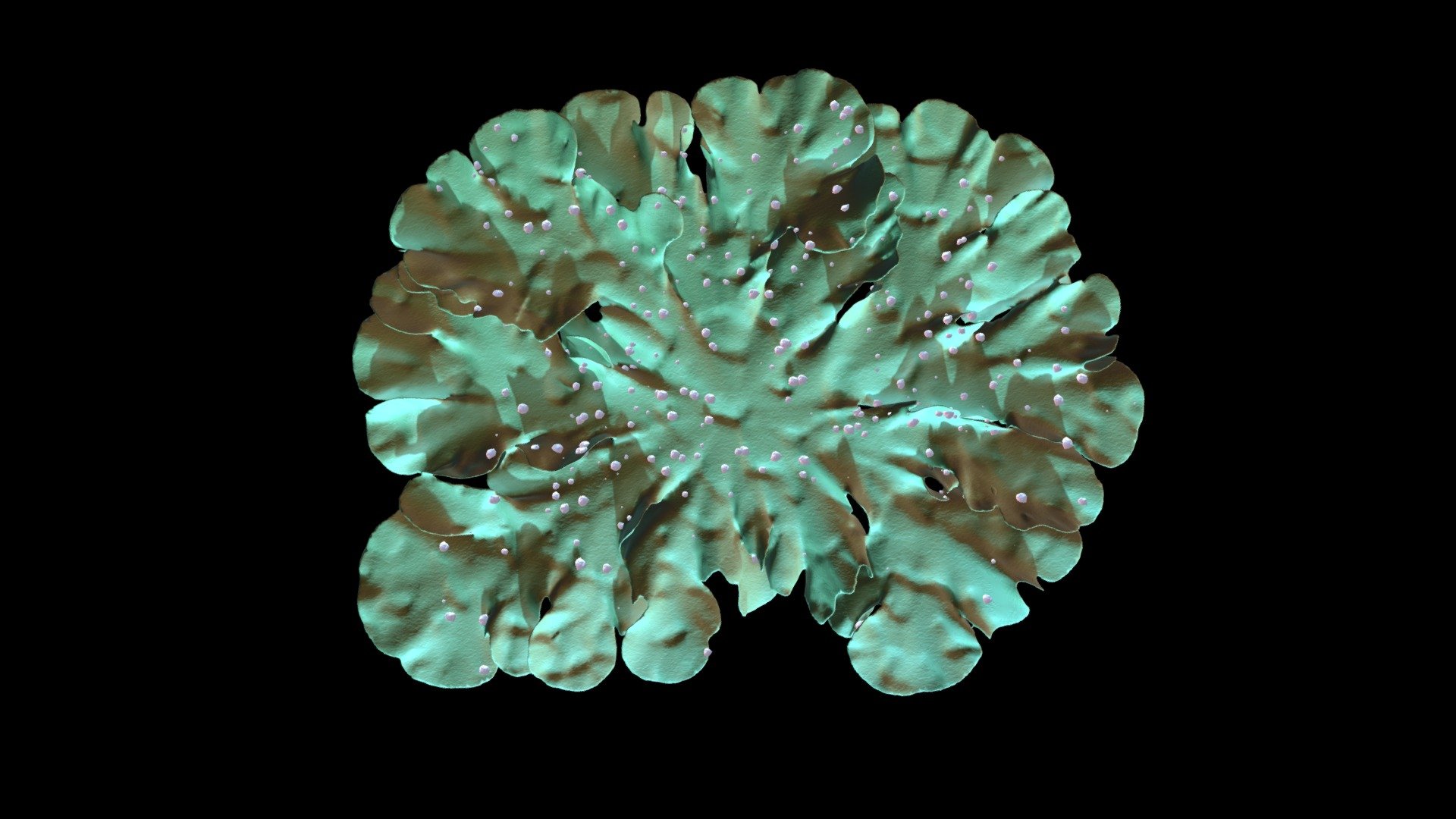 Punctelia subrudecta- lichen (schildmos) - Download Free 3D model by ...