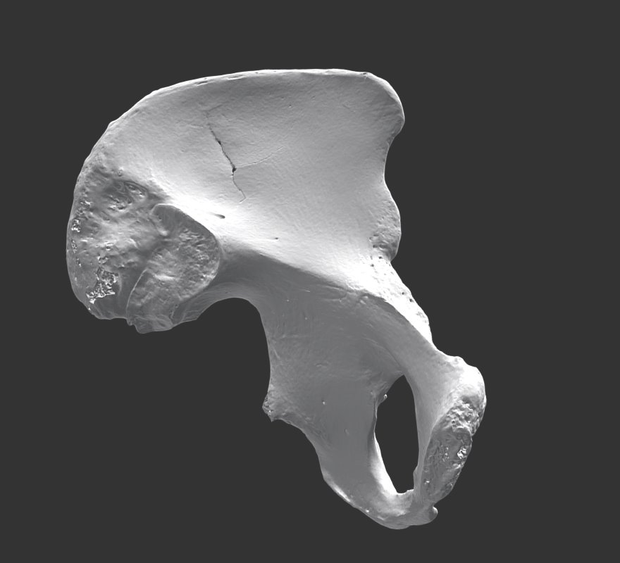 Right Coxal Bone 3d Model By Wellesley College Wellesleycollege