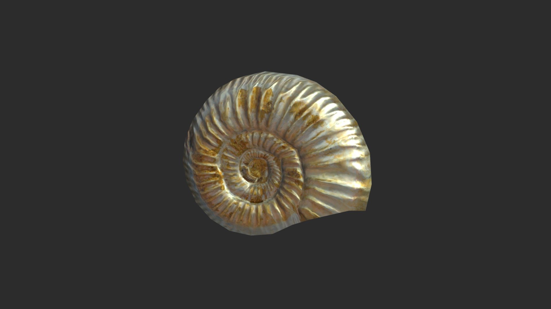 SHELL - 3D model by Agnieszka Talik (@agatalik) [b4abc4c] - Sketchfab